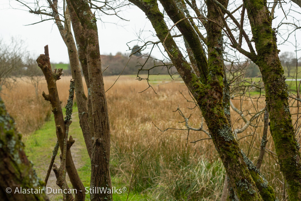 My Walk this Week 194 – The Marsh and Ciara – StillWalks