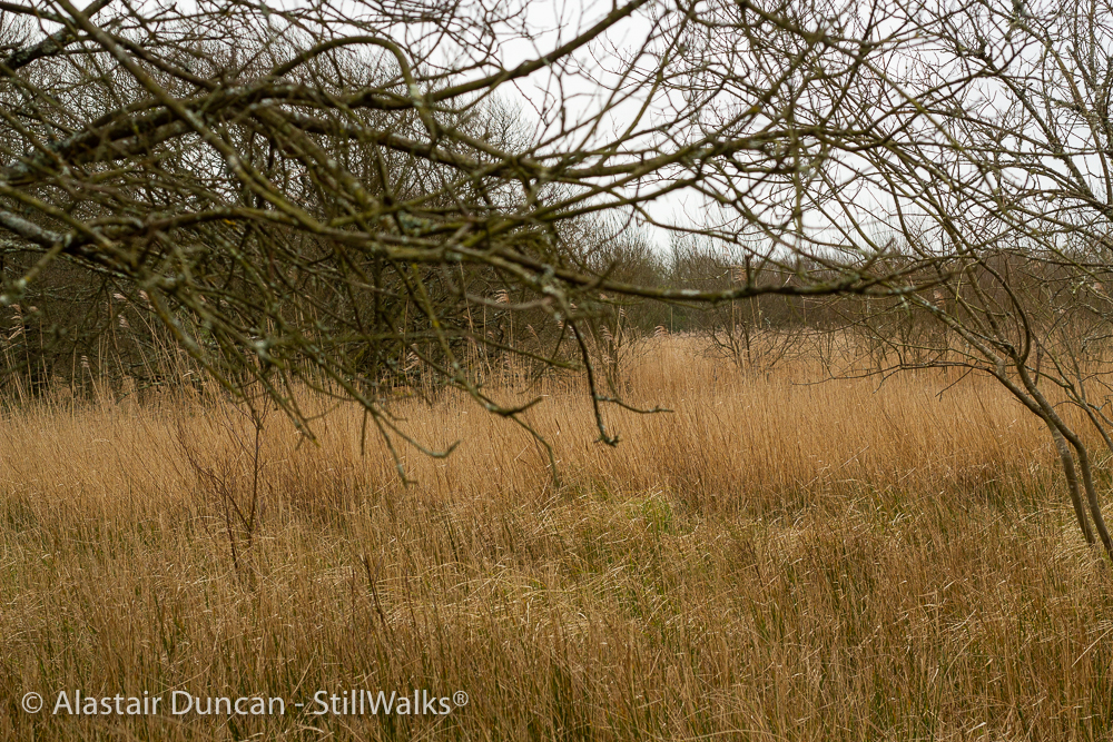 trees and marsh grass – StillWalks