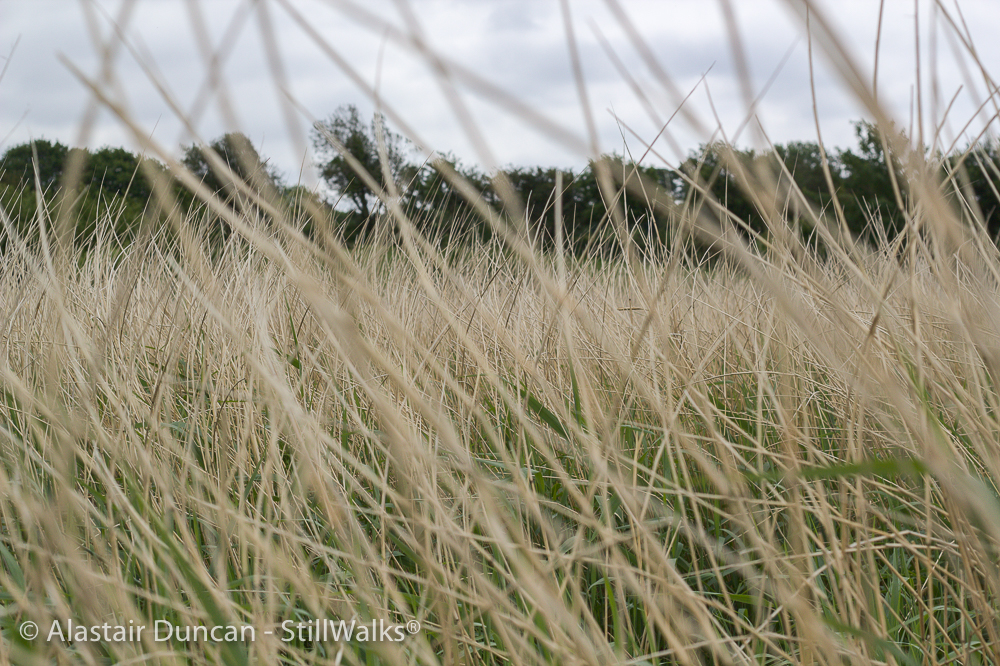 marsh textures – StillWalks