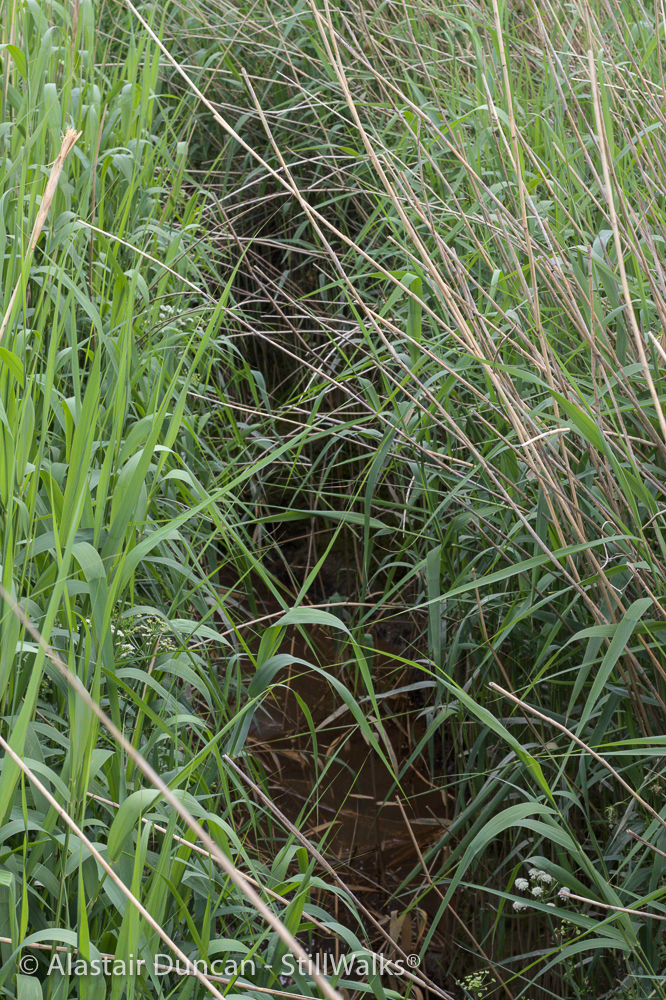 marsh ditch – StillWalks