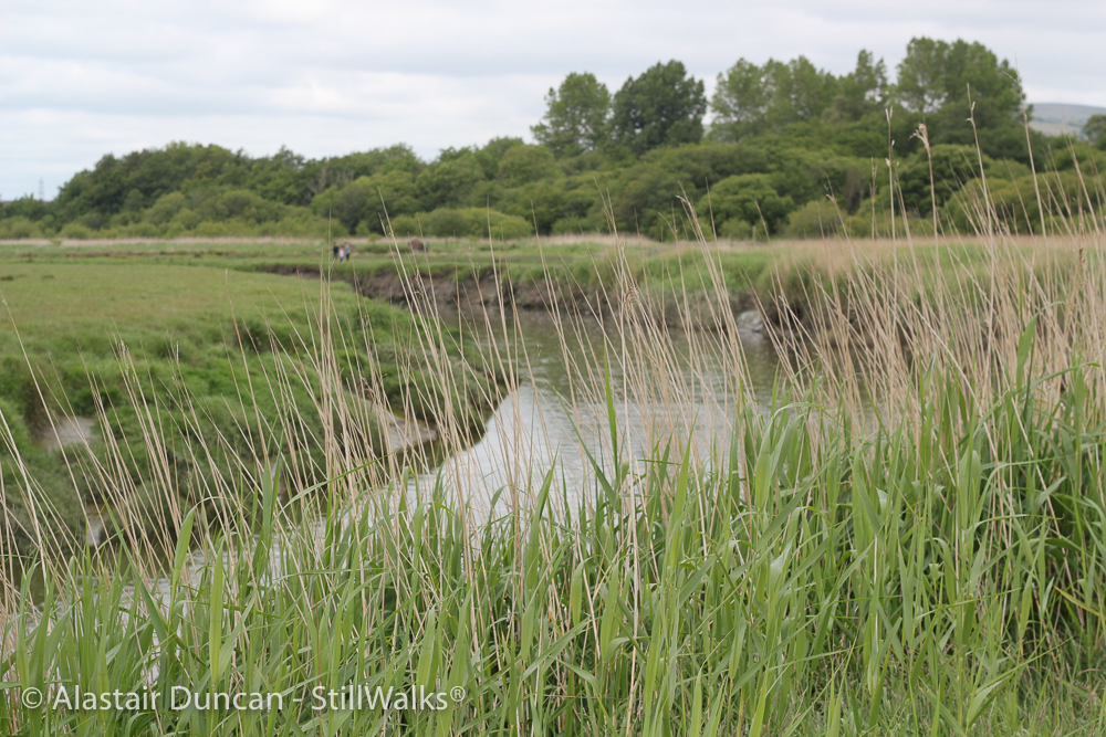 More marsh crowds – StillWalks