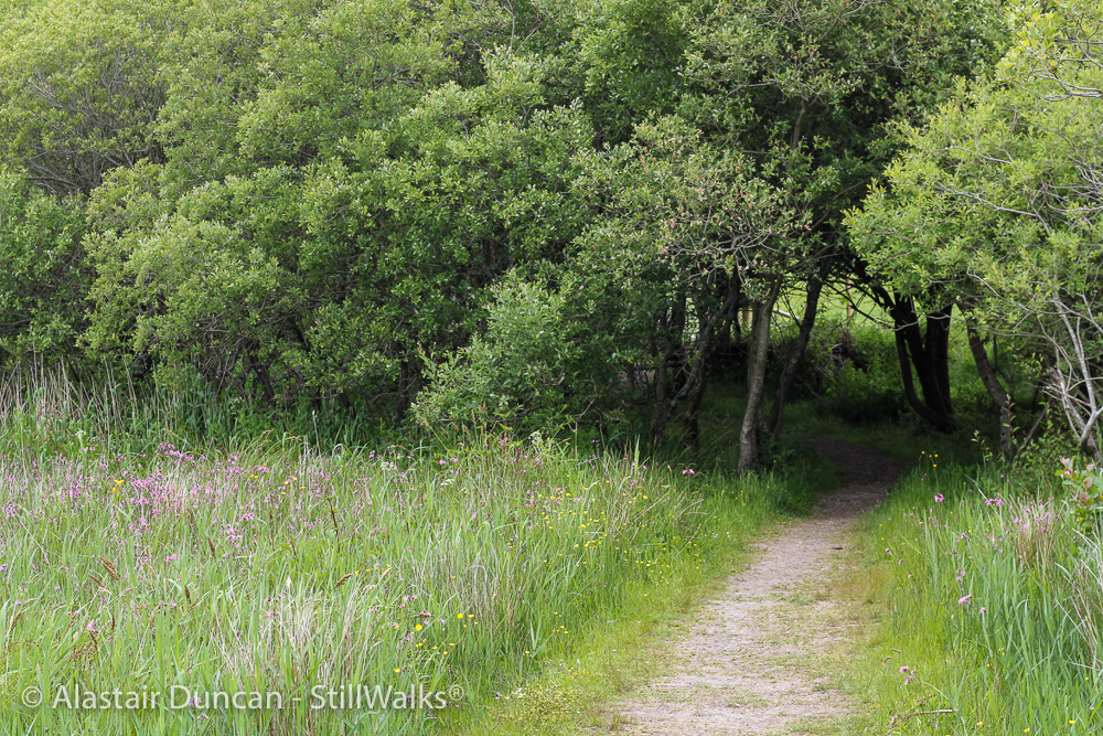 Marsh return – StillWalks