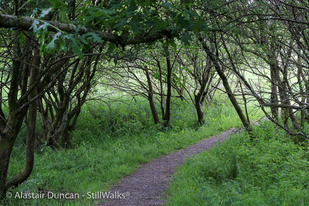 entrance to salt marsh – StillWalks