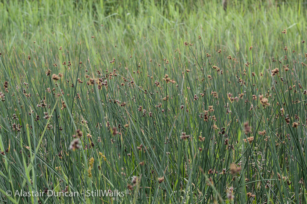 marsh grasses – StillWalks