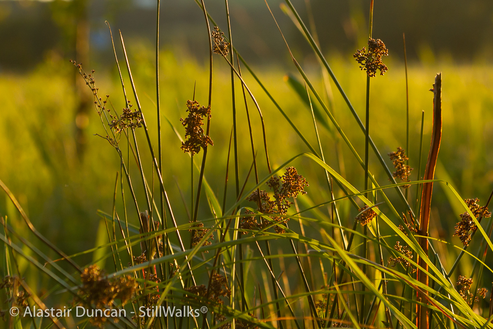 marsh grasses 2 – StillWalks