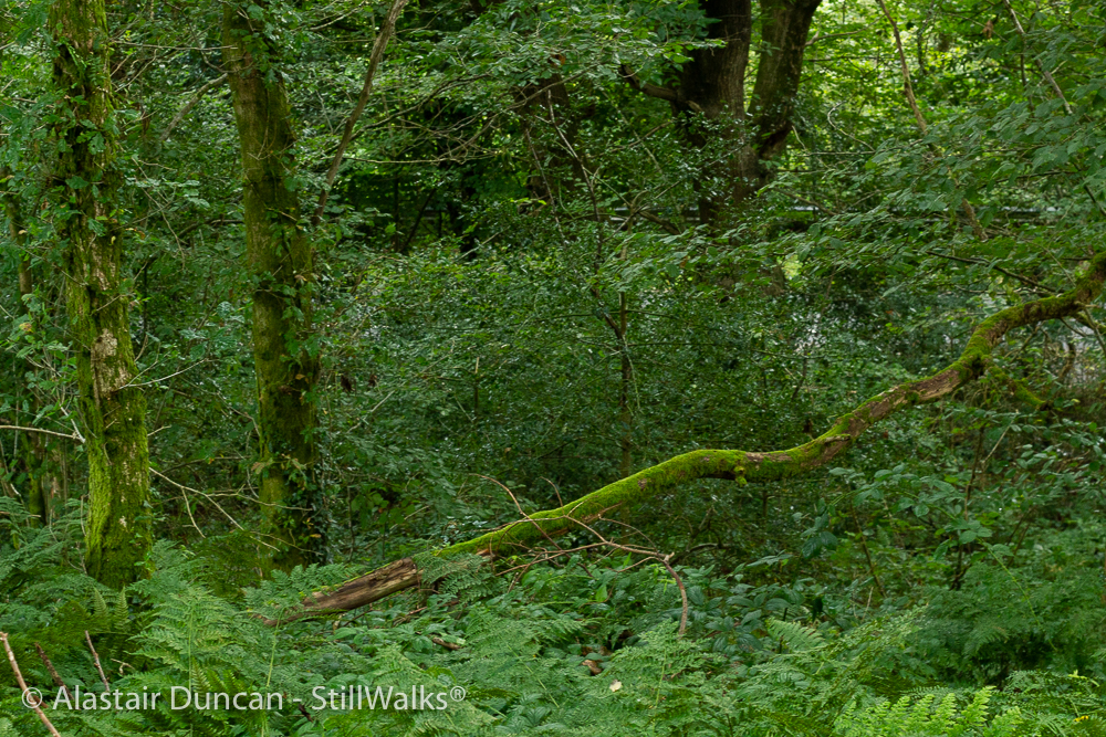 My Walk this Week 222 – Forest Gone! – StillWalks