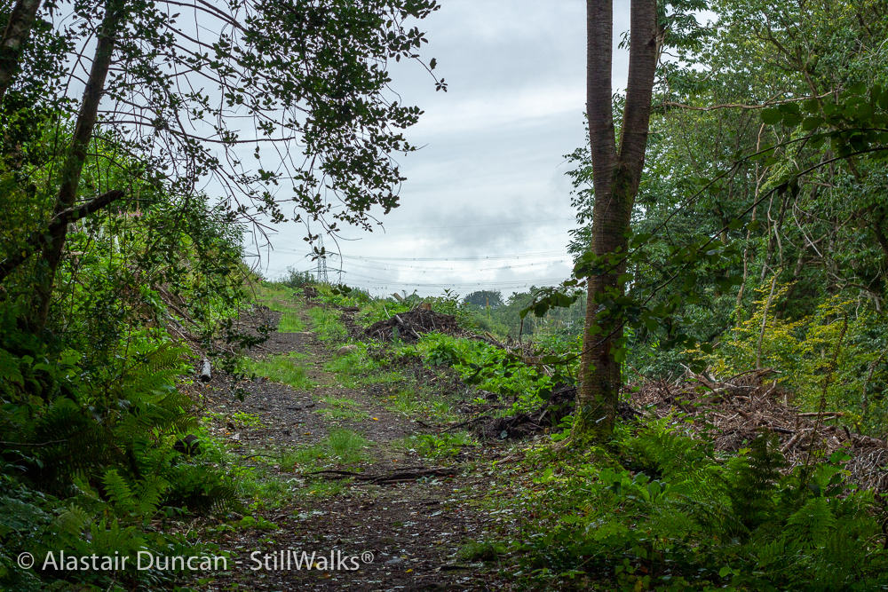 My Walk this Week 222 – Forest Gone! – StillWalks