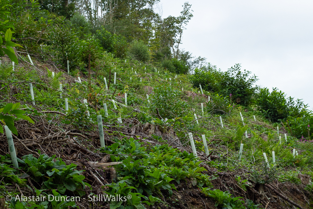 My Walk this Week 222 – Forest Gone! – StillWalks