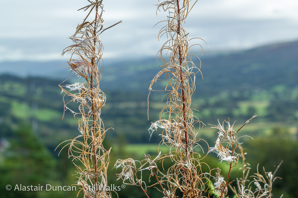 My Walk this Week 222 – Forest Gone! – StillWalks