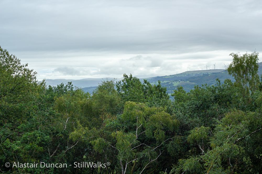 My Walk this Week 222 – Forest Gone! – StillWalks