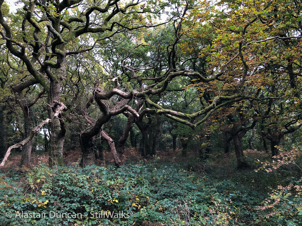 My Walk this Week 230 – Disregarding the Weather – StillWalks