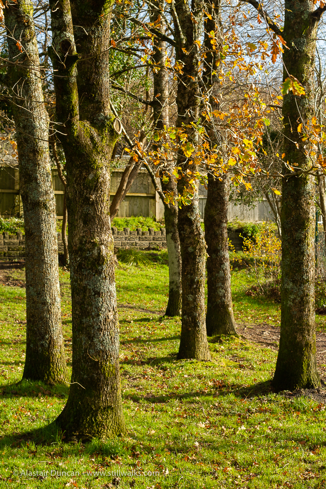 My Walk this Week 234 – The Park Through My Viewfinder – StillWalks