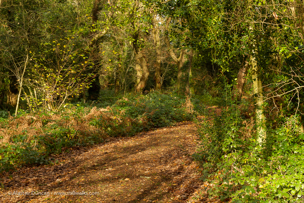 My Walk this Week 234 – The Park Through My Viewfinder – StillWalks
