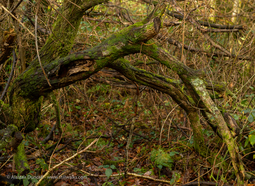 My Walk this Week 234 – The Park Through My Viewfinder – StillWalks