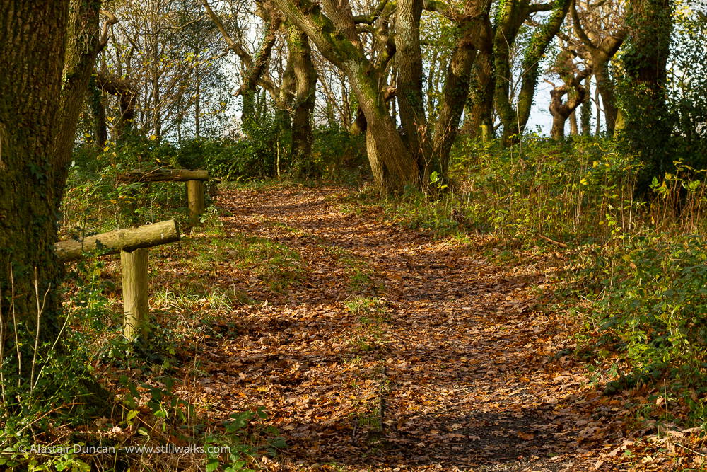 My Walk this Week 234 – The Park Through My Viewfinder | StillWalks