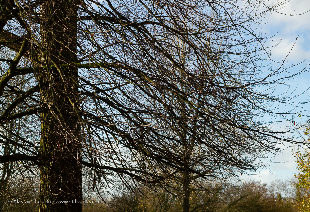 My Walk this Week 234 – The Park Through My Viewfinder – StillWalks