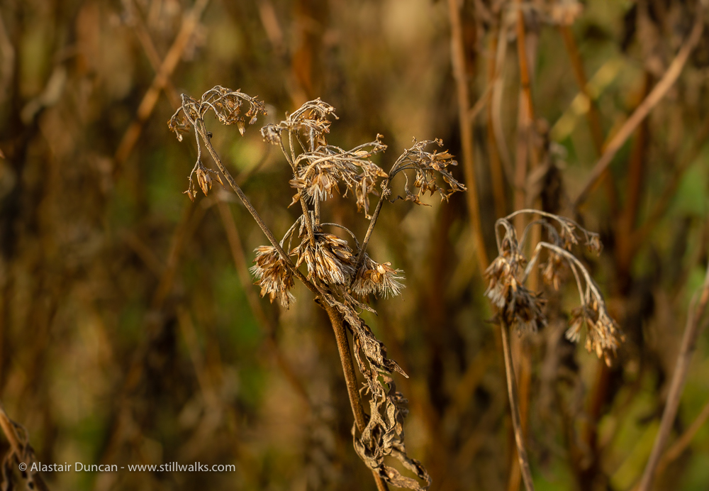 My Walk this Week 234 – The Park Through My Viewfinder – StillWalks