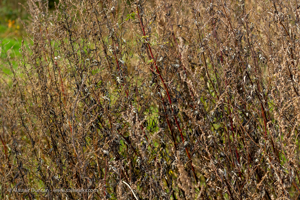 My Walk this Week 234 – The Park Through My Viewfinder – StillWalks