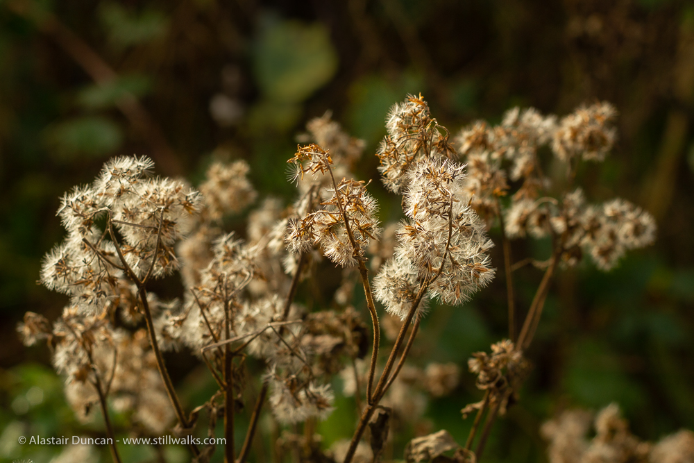 My Walk this Week 234 – The Park Through My Viewfinder – StillWalks