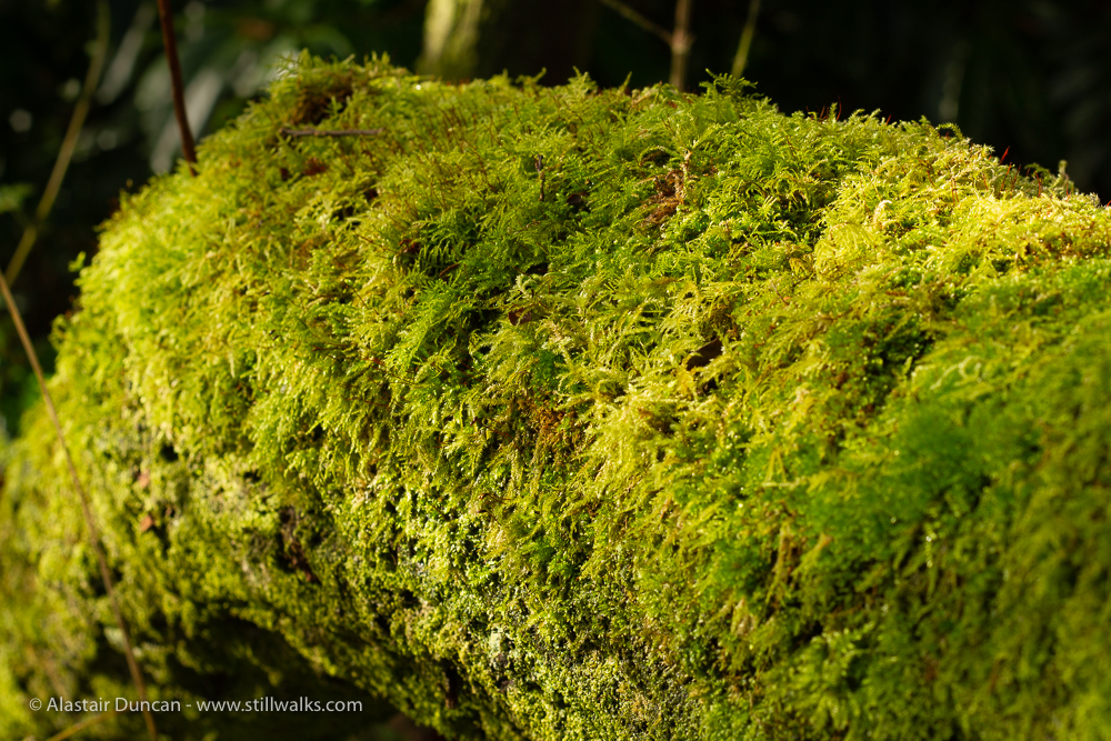 My Walk this Week 234 – The Park Through My Viewfinder – StillWalks