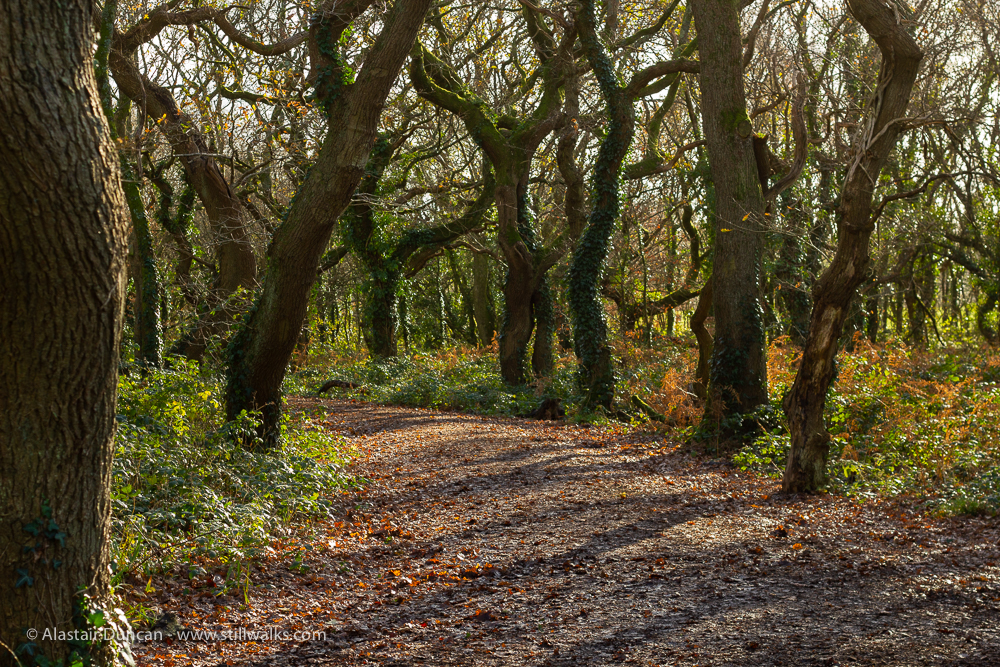 My Walk this Week 234 – The Park Through My Viewfinder – StillWalks