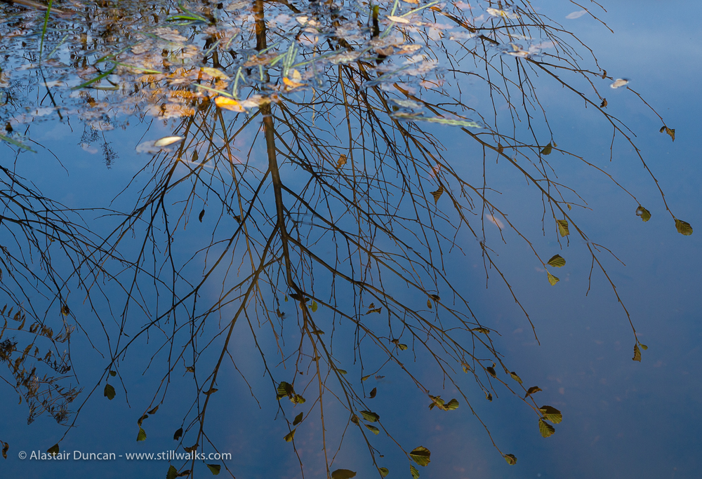 My Walk this Week 234 – The Park Through My Viewfinder – StillWalks