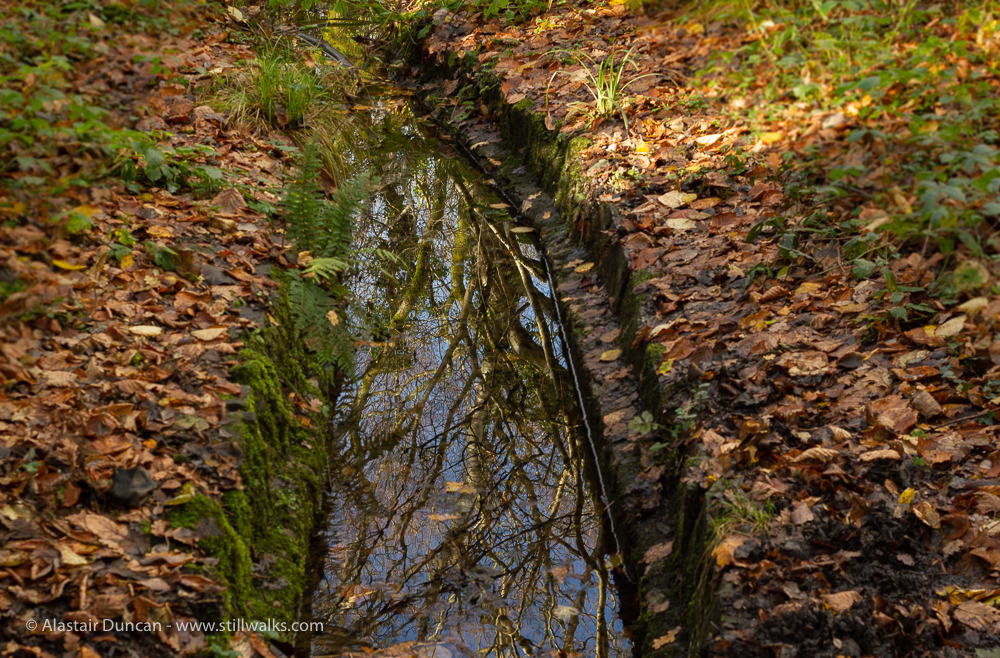 My Walk this Week 234 – The Park Through My Viewfinder – StillWalks