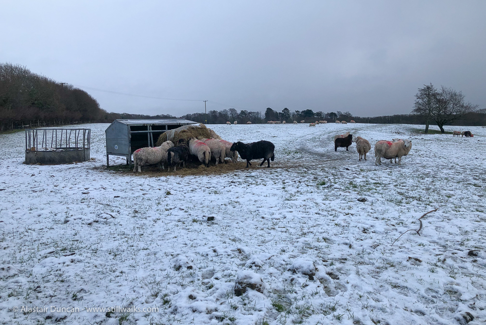 My Walk this Week 243 – Winter Salt Marsh – StillWalks