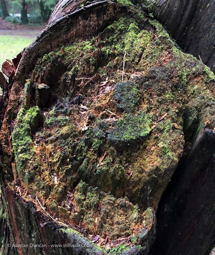 Moss on stump – StillWalks