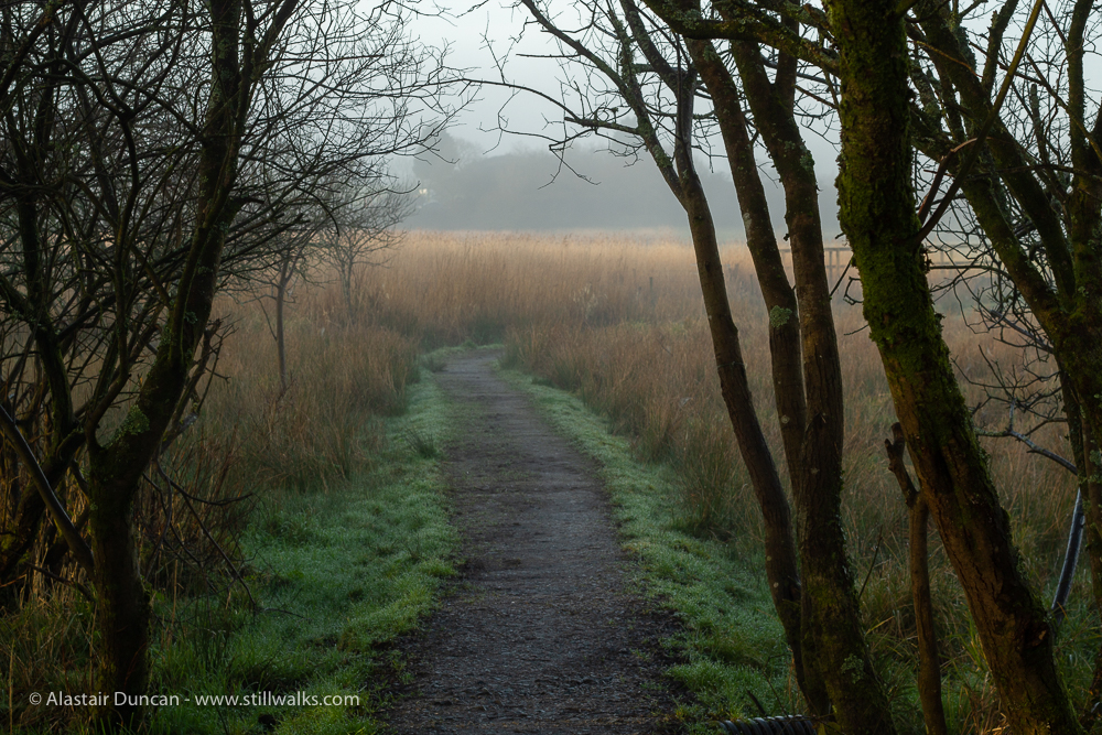 My Walk this Week 247 – Misty Marshes – StillWalks