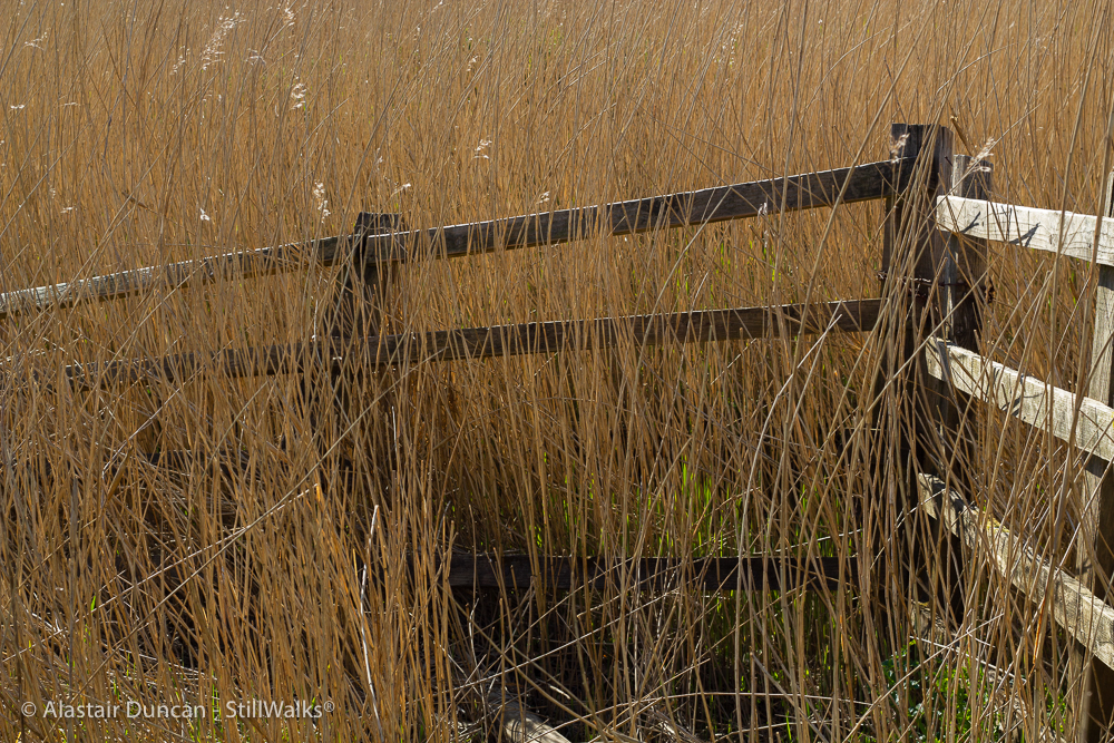 fence in marsh grass – StillWalks