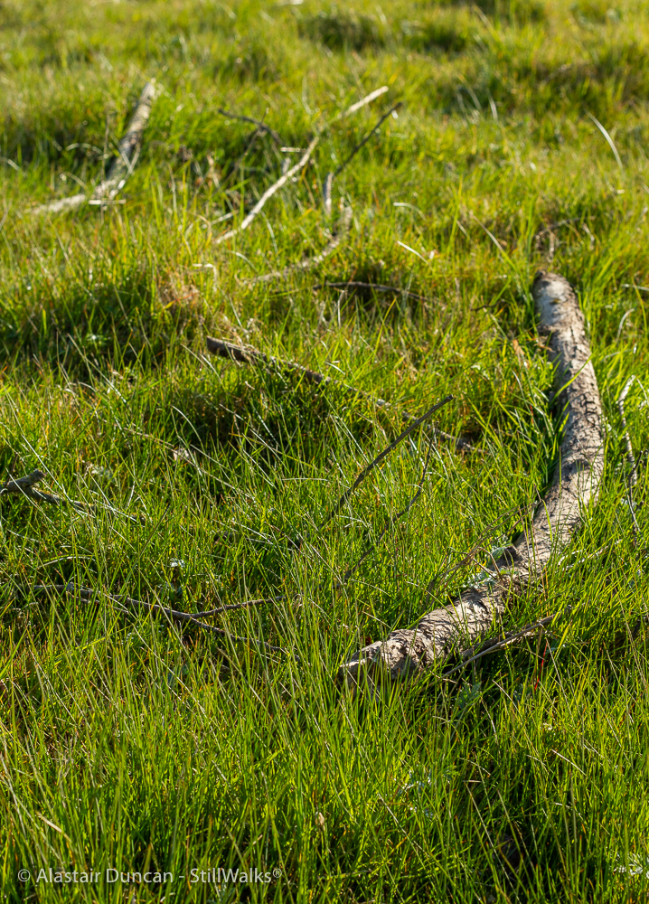 My Walk this Week 258 – Salt Marsh, Church Yard and Time – StillWalks