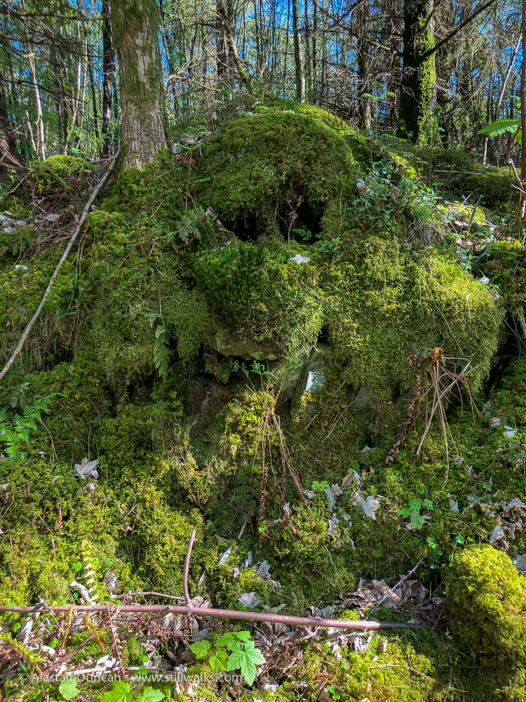 Happy moss monster – StillWalks