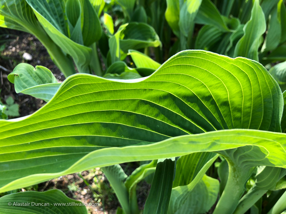 My Walk this Week 261 – Cally Gardens, It’s All About the Plants ...