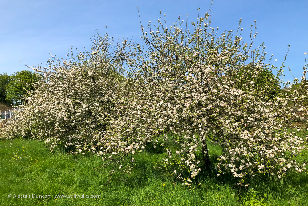 My Walk this Week 261 – Cally Gardens, It’s All About the Plants ...